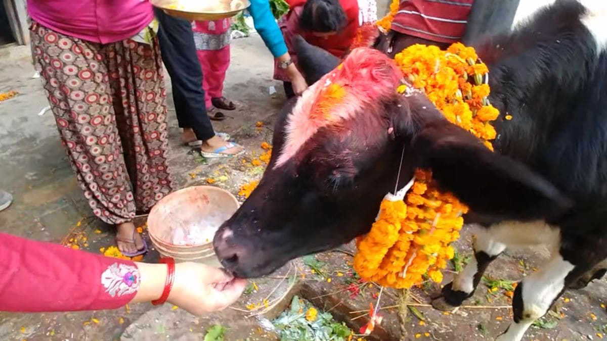 How Tihar Festival is Celebrated in Nepal | Dewali 2024